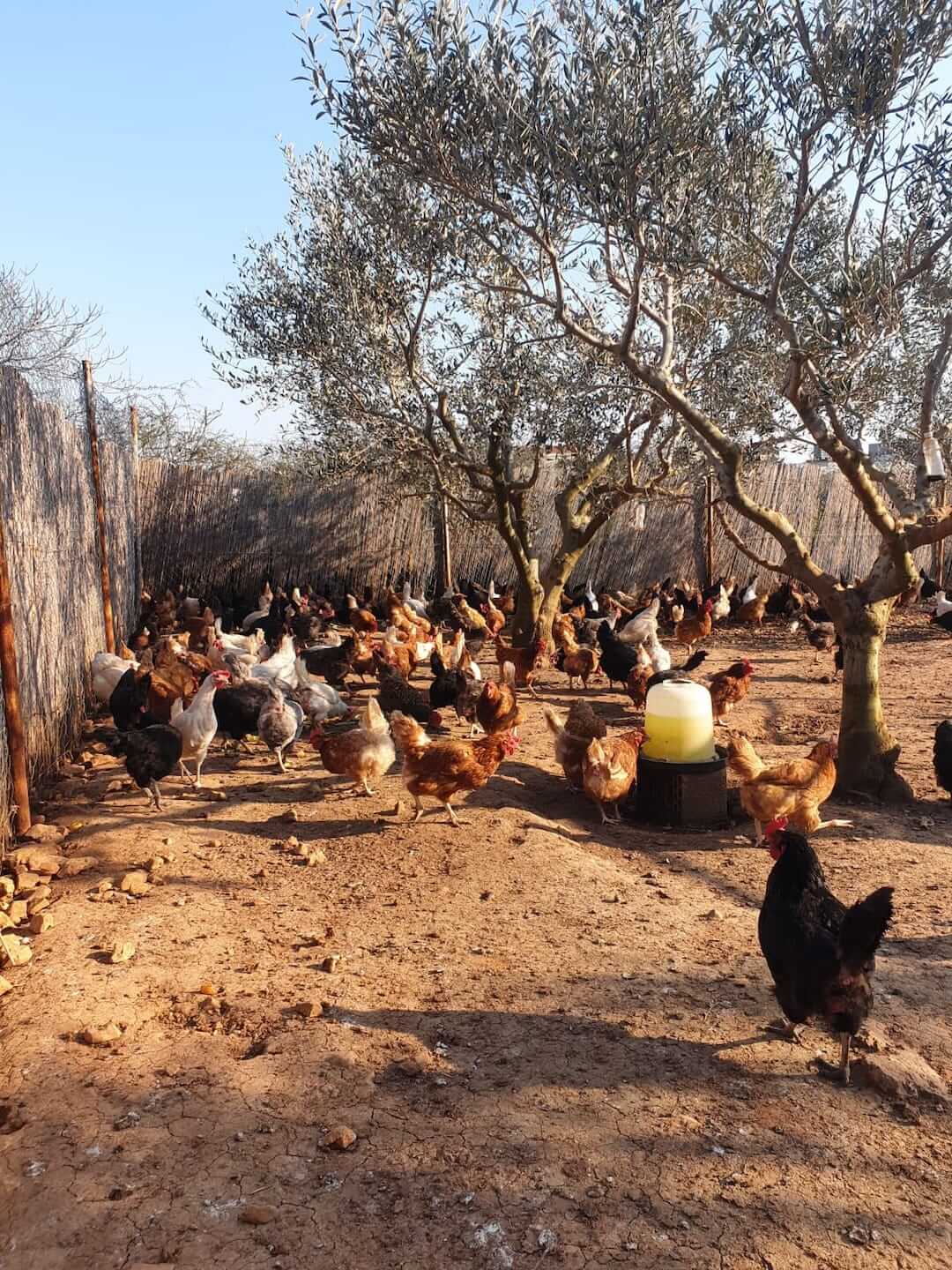 OPG Bonato - Vir - Zadranka - trgovine Zadar - OPG - Tržnica - Meso ...