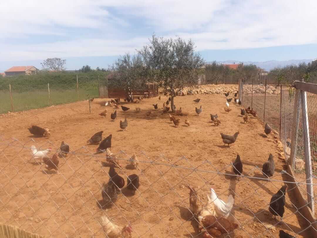 OPG Bonato - Vir - Zadranka - trgovine Zadar - OPG - Tržnica - Meso ...