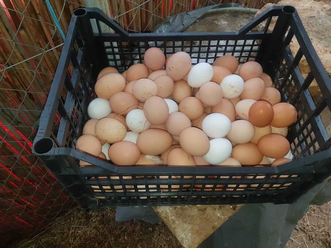 OPG Bonato - Vir - Zadranka - trgovine Zadar - OPG - Tržnica - Meso ...